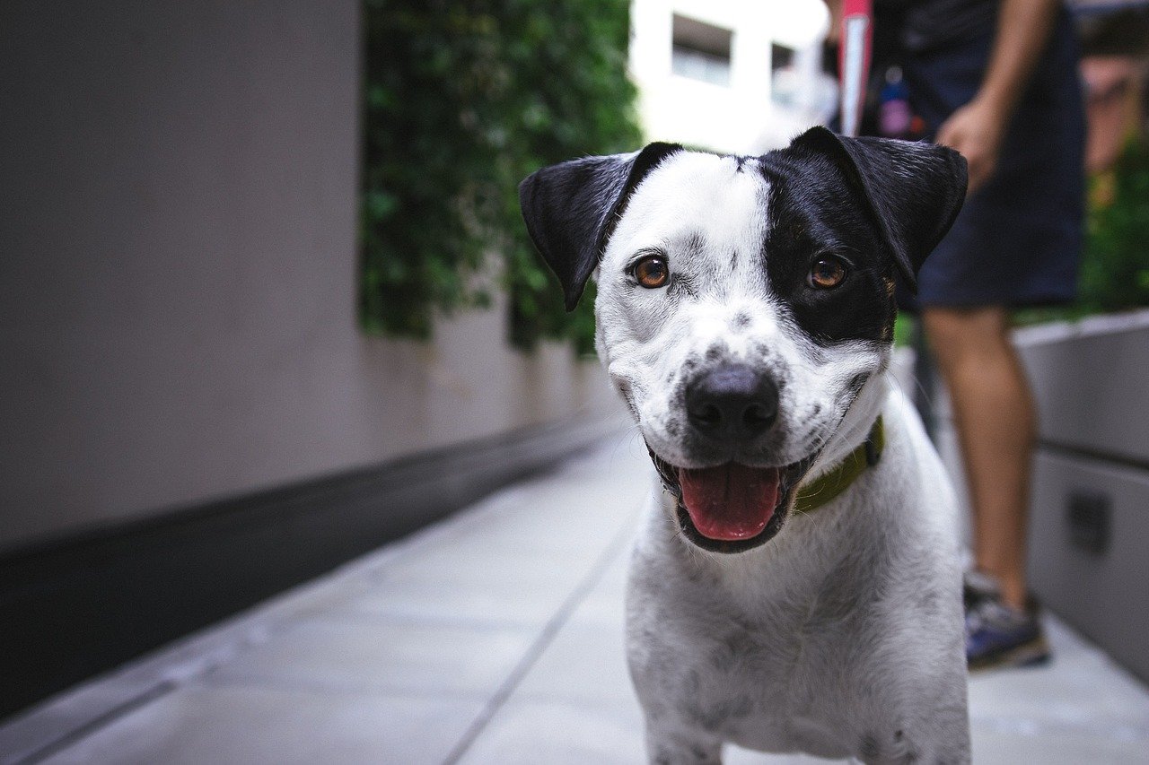 9 Wege Ihren Hund gesund und glücklich zu halten | Hunderatgeber ...